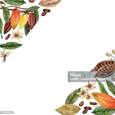 코코아 콩 가지 잎 곡물 꽃이 있는 프레임 열대 식물의 그림은 식물 스타일의 수채화로 손으로 그려져 있습니다 카드 메뉴 카페