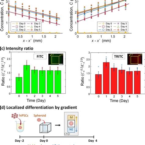 Generating Gradient And Localized Differentiation Using The Download Scientific Diagram