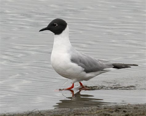 Bonapartes Gull Birdspix