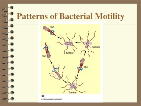 Ppt Chapter 4 Functional Anatomy Of Procaryotic And Eucaryotic Cells Powerpoint Presentation