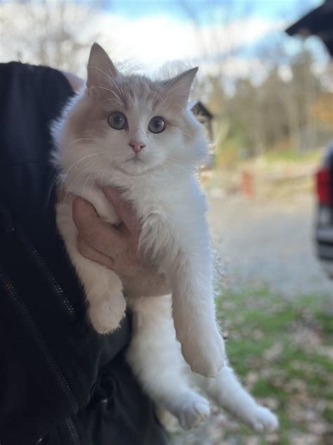 Siberian Kittens Apsley