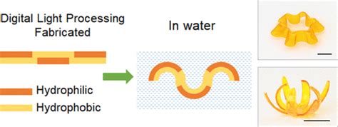 Hydrophilic Hydrophobic Composite Shape Shifting Structures Acs Applied Materials And Interfaces