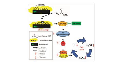 Cell Cycle Checkpoints P53