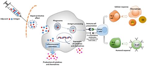 Vaccines Free Full Text An Overview Of Vaccine Adjuvants Current Evidence And Future