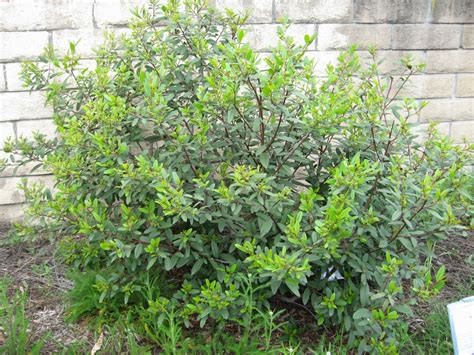 Mother Natures Backyard A Water Wise Garden Plant Of The Month