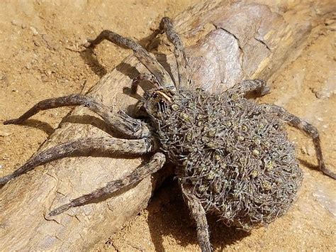 Top 10 Scariest Spiders In The World