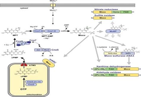 In Plants Biosynthesis Maturation And Distribution Of Moco [16