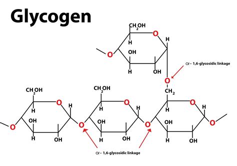 Glycogen Molecular Structure