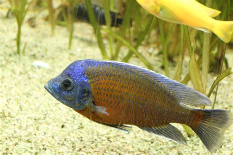 Fish Fins Scales Free Photo On Pixabay Pixabay