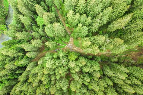 Pyton Królewski Opis Wygląd Występowanie