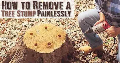 How To Remove A Tree Stump Painlessly SHTF Prepping Homesteading Central