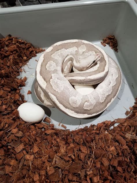 Uncommon Ball Python Genes Ball Pythons Morphmarket Reptile Community