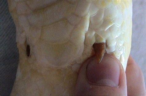 Til Pythons And Boas Have Vestigial Or Leftover Pelvic Girdles And Hind