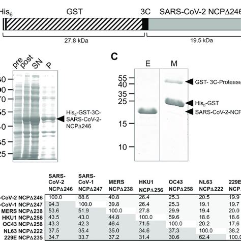 Prokaryotic Expression And Purification Of N Terminally Truncated