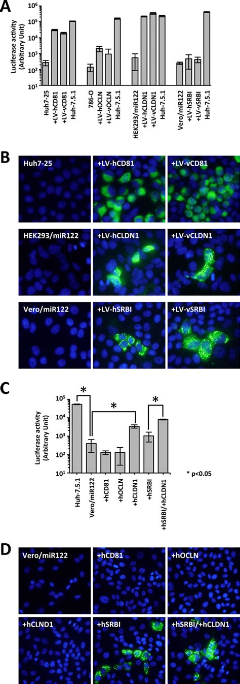 Hcv Infection Of Human And Vero Derived Hcv Receptor Expressing Cells