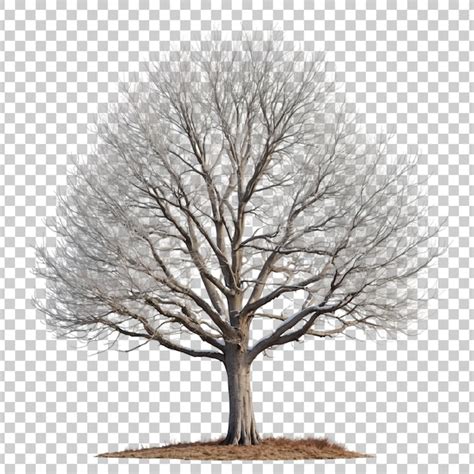 Naked Tree Tree Images Free Download On Freepik