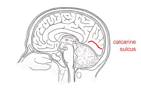 Calcarine Sulcus