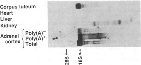 Translation Of Pbscc 1 Hybrid Selected Rna Bovine Adrenocortical