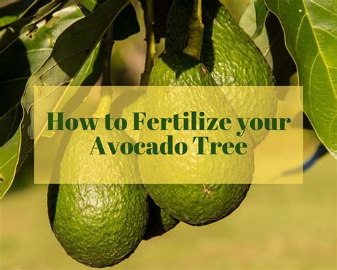 Avocado Tree Fertilizer Artofit