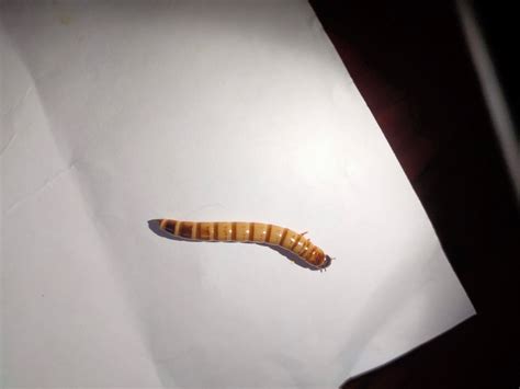 Pest Detection Object Detection Dataset And Pre Trained Model By Project