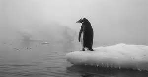 ¿cómo Evolucionaron Las Alas De Los Pingüinos Fósiles Hallados En Nueva Zelanda Revelan Pistas