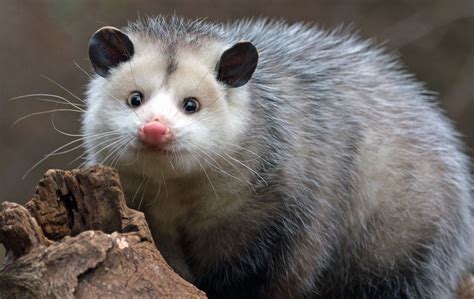 Possum Action Pest Services