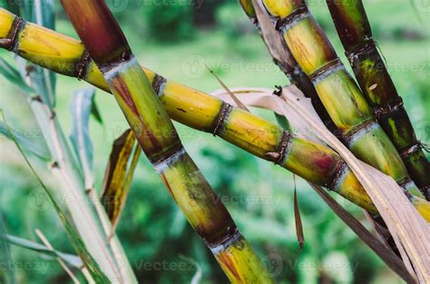 Sugarcane Stem