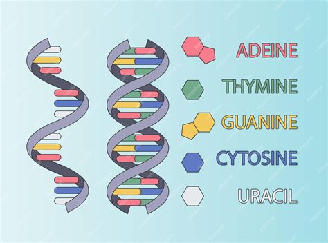 Premium Vector Dna Vector Illustration Isolated Model Of The