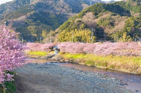 Premium Photo Sakura Tree And River
