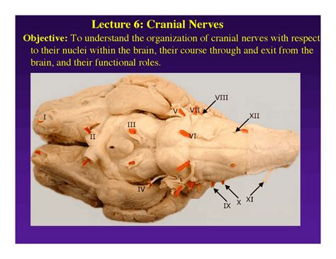 Cranial Nerves Sheep Brain