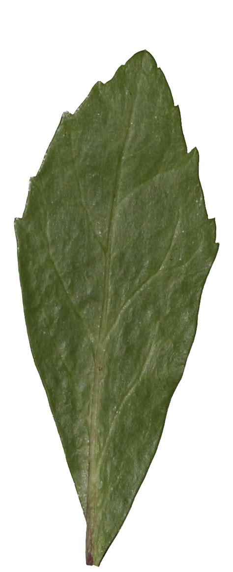 Leaf 09 Plants Textures