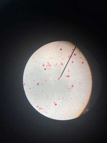 Bio Lab Flashcards Quizlet