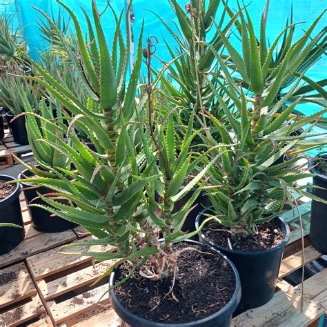 Aloe Dawei 10ga Dryoasisplants
