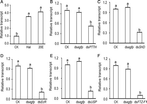Induction Of Ecdysis Triggering Hormone Ldeth Expression By