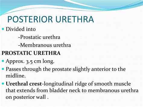 Antegrade And Retrograde Urethrogram Pptx