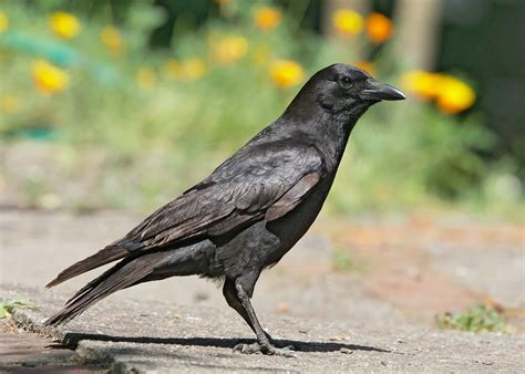 American Crow — Santa Clara Valley Bird Alliance