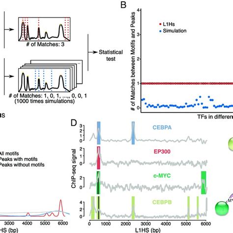 Motifs Underlying Tf Binding Peaks A To Test Whether The Match Of