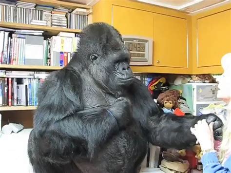 The Profound Legacy Of Koko The Gorilla A Remarkable Journey Of Empathy And Communication