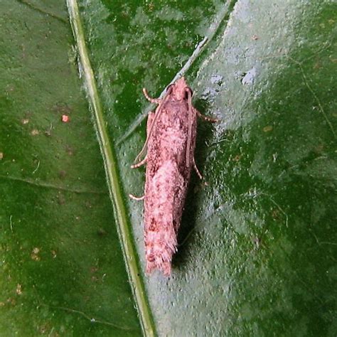 A Micro Moth Bugguidenet
