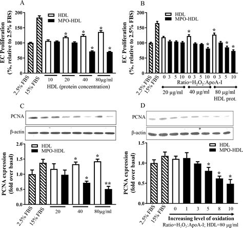 Myeloperoxidase Modification Of High Density Lipoprotein Suppresses Human Endothelial Cell