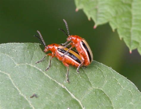 Then A Good Question Might Be When A Group Of Cockroaches Has Been