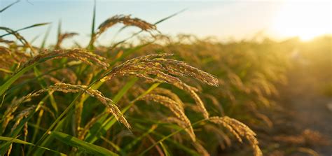 Sustainable Farm Practices For Rice Farming Agrivi