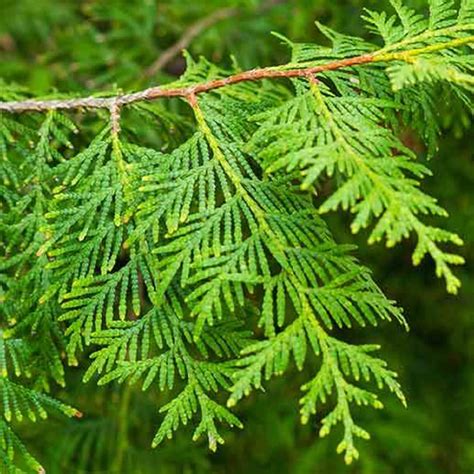 White Cedar Tree Leaves