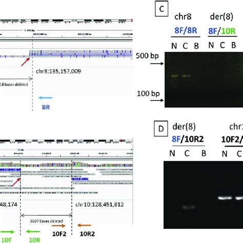 Aligned Reads Shown On Igv And Sanger Sequencing Results Of Derivative Download Scientific
