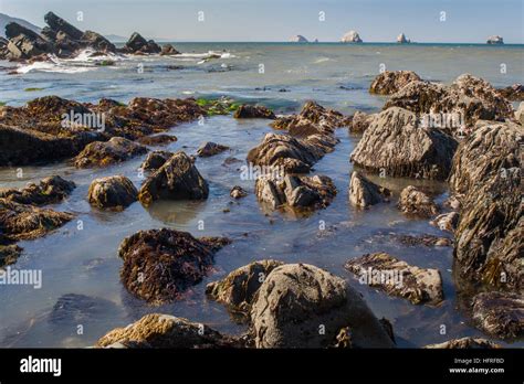 Rocky Intertidal Zones