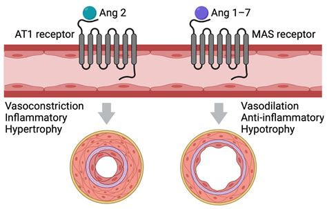 Vasoconstriction And Vasodilation