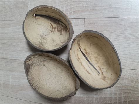 야자수껍데기 당근 중고거래