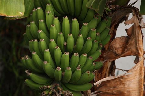 Banana Free Stock Photo Public Domain Pictures