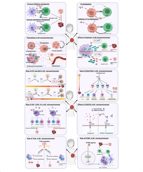 Immune Targets In Breast Cancer Immunotherapy Download Scientific