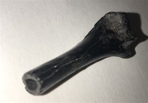 Id Fossil Bone Humerus Fossil Id The Fossil Forum